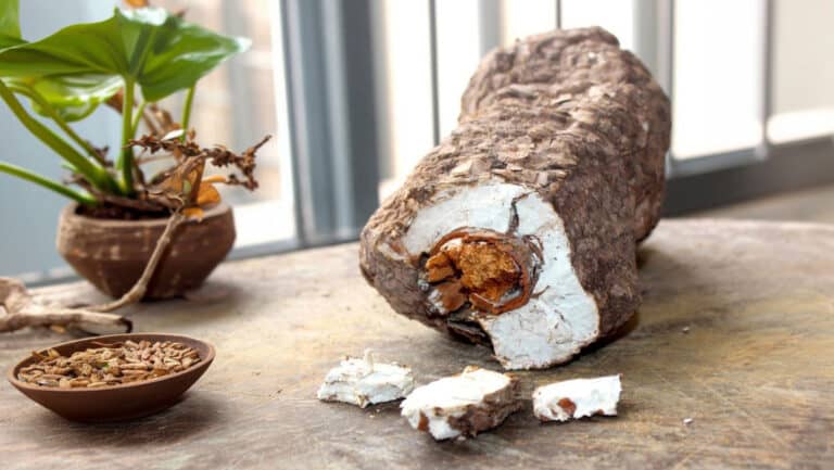 Pornatka kokosová - Wolfiporia extensa | Superionherbs