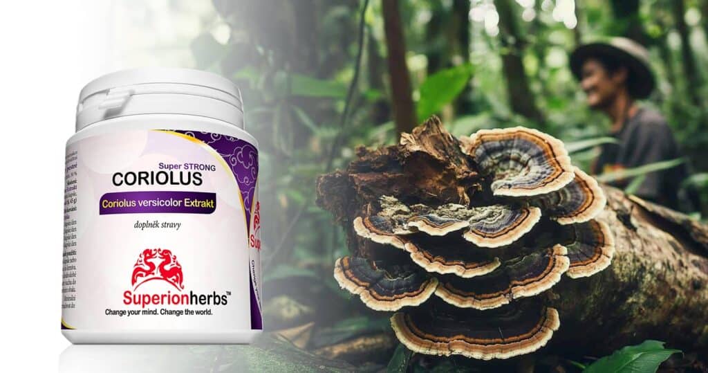 Extrakt Coriolus versicolor, 50 % polysacharidů | Superionherbs