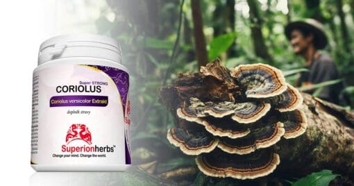 Extrakt Coriolus versicolor, 50 % polysacharidů | Superionherbs